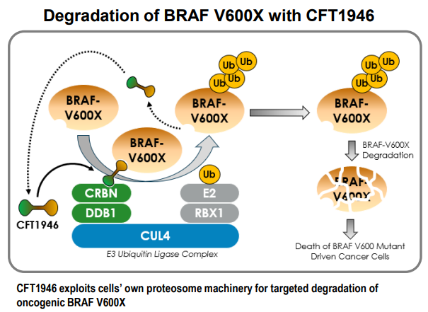 靶向SMARCA2 FIC 降解剂CFT1946首次公布 I 期临床结果：BRAF V600X实体瘤新疗法持续研究中 - 知乎
