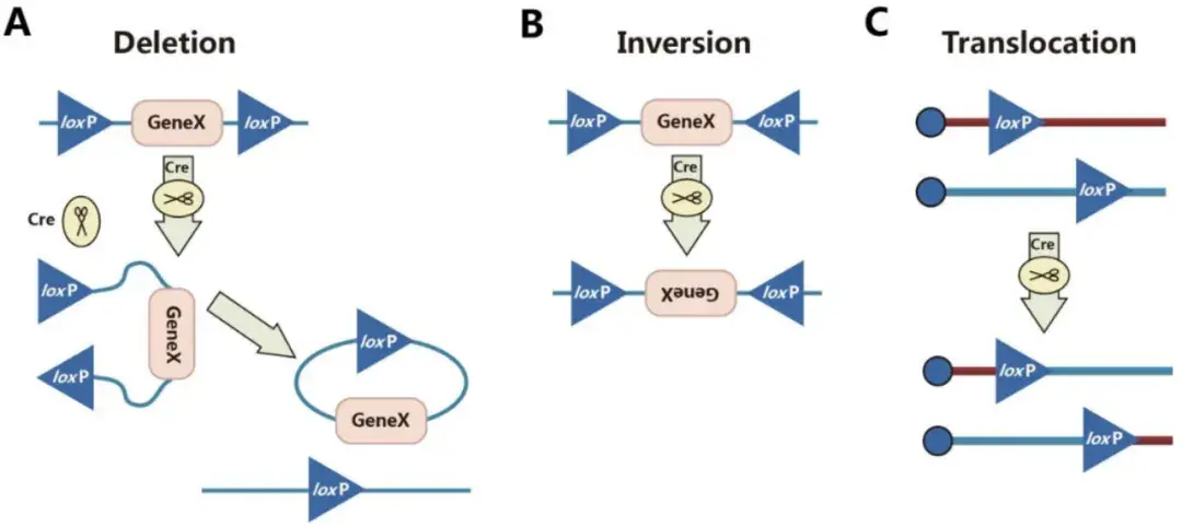 小布解读 | 关于重组酶的一切，你想知道的都在这了丨Cre-loxP系统 - 知乎