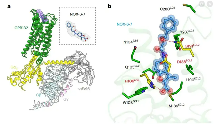 靶向GPR132治疗糖尿病的化合物筛选 - 知乎