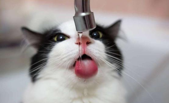 猫不爱喝水怎么办?怎么让猫咪多喝水? 知乎
