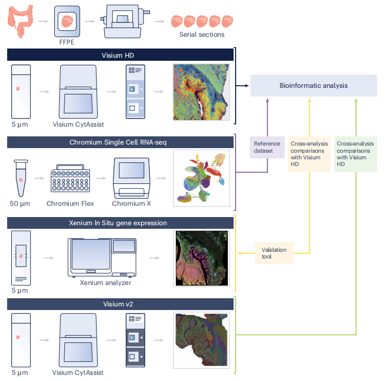 IF=31.8 Nature Genetics！Visium HD技术精细解析结直肠癌免疫细胞亚群及其空间互作 - 知乎