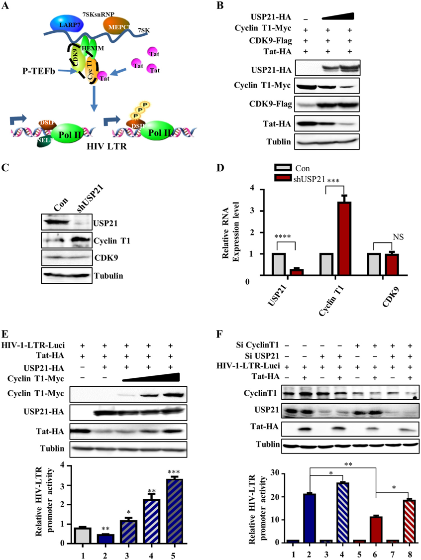 去泛素化酶USP21通过下调Tat表达抑制HIV-1复制 - 知乎