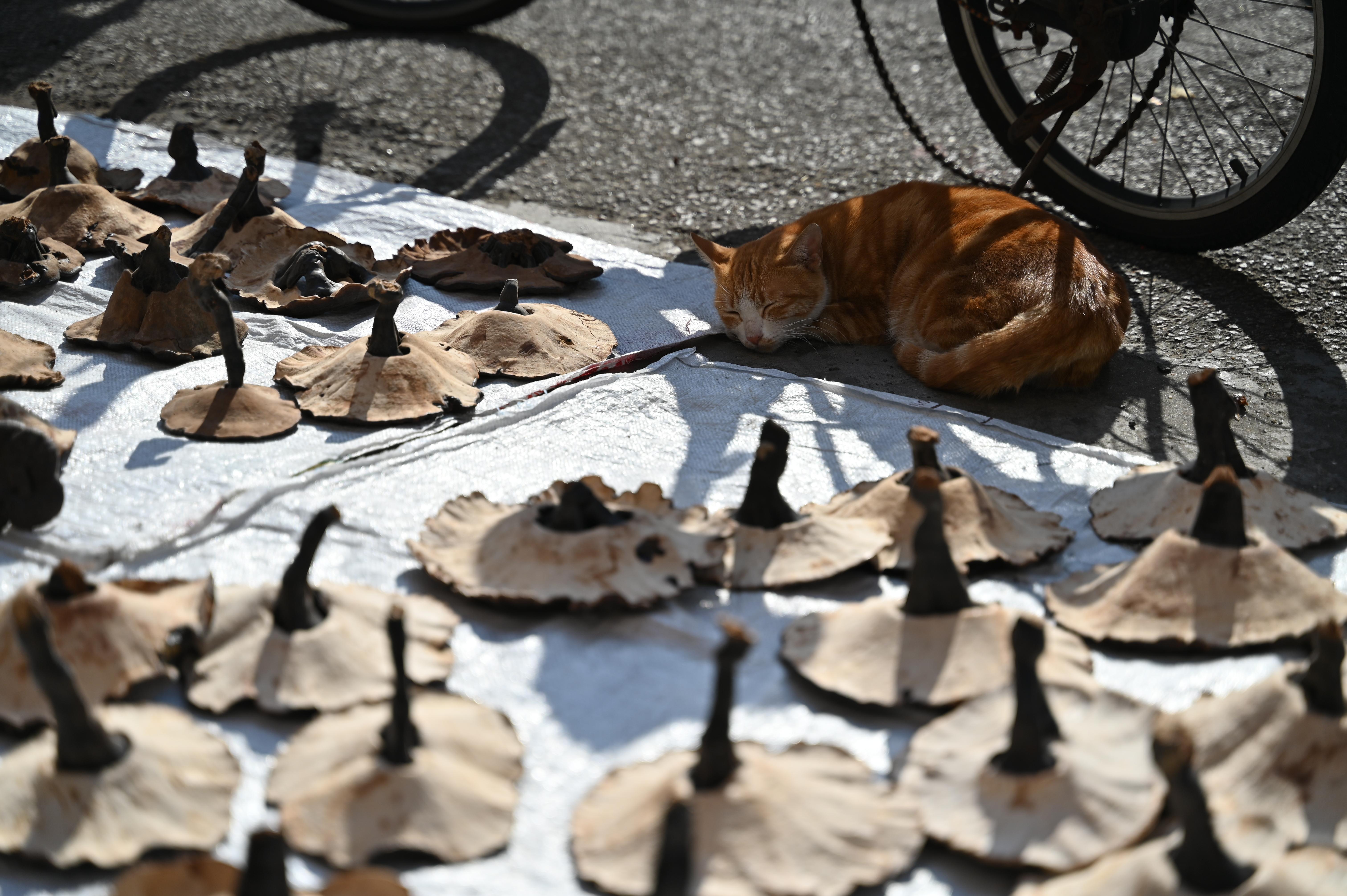 尼康z口的2470/2.8和2875/2.8有多大区别? - 知乎