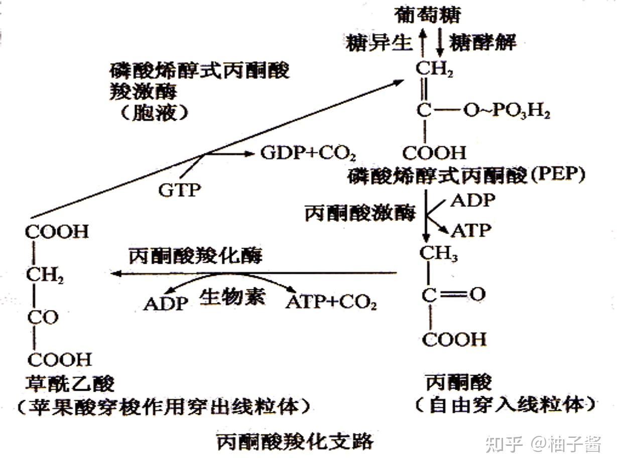 为什么要糖异生？ 知乎