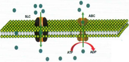 国内首家！IPHASE/汇智和源MATE2K转运体细胞研发成功！ - 知乎