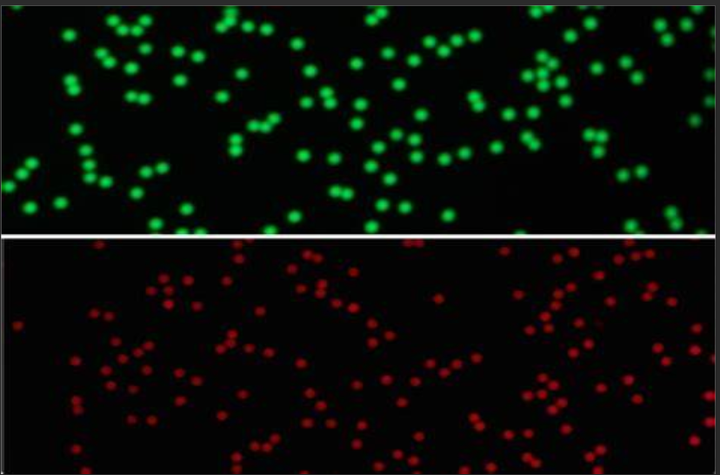 5-羧基荧光素标记PAA聚丙烯酸纳米载体5-FAM-PAA，PAA-5-FAM - 知乎