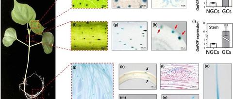 【New Phytol】GoPGF的双重作用表明色素腺是棉花地上部分棉酚的合成位点 - 知乎