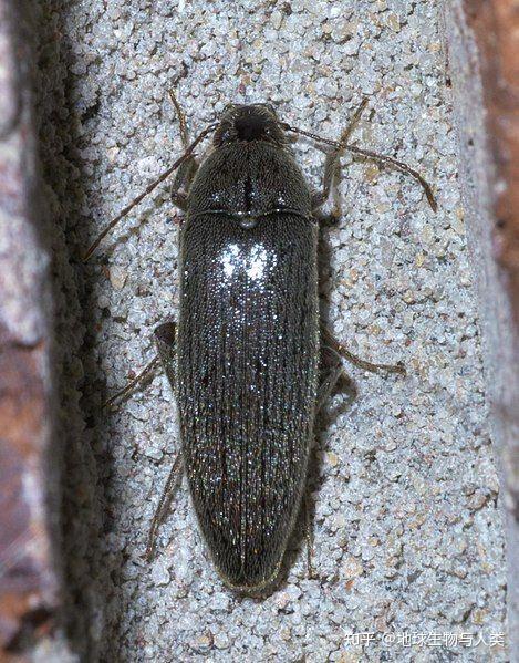 【动物界全系列】拟步行虫总科—长扁朽木虫科〈长扁朽木甲科〉 - 知乎