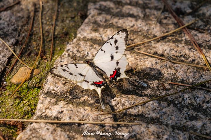资产支持证券（ABS）、资产支持票据（ABN）和ABCP辨析 - 知乎