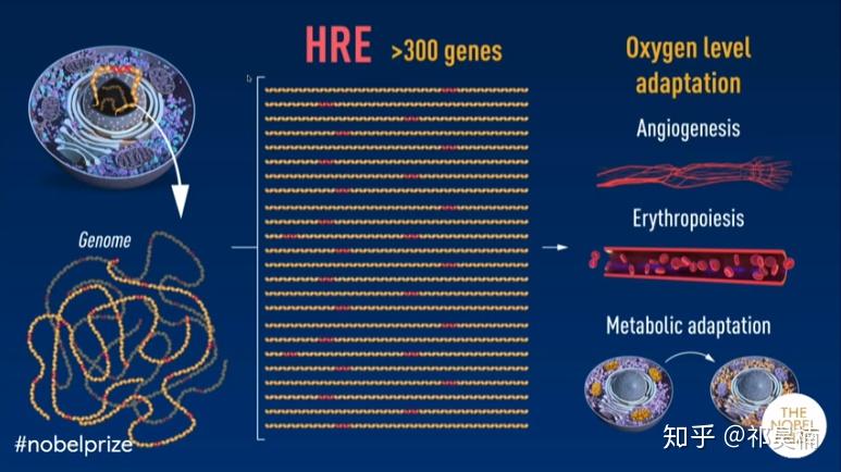 2019诺贝尔生理学或医学奖之HIF-1的发现之旅 - 知乎