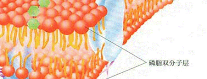 NOTA-PEG-DOPE，DTPA-PEG-DOPE，大环配体NOTA-聚乙二醇-磷脂 - 知乎