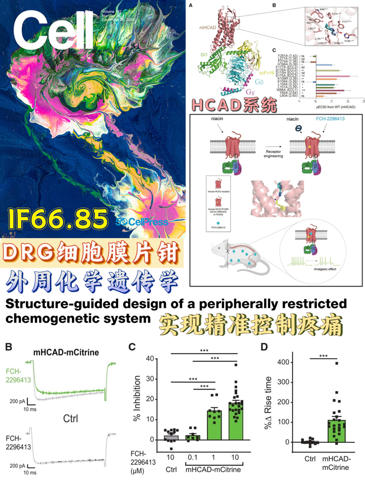 Cell|DRG细胞膜片钳|外周化学遗传|HCAD系统|Bryan L. Roth团队实现精准控制疼痛 - 知乎