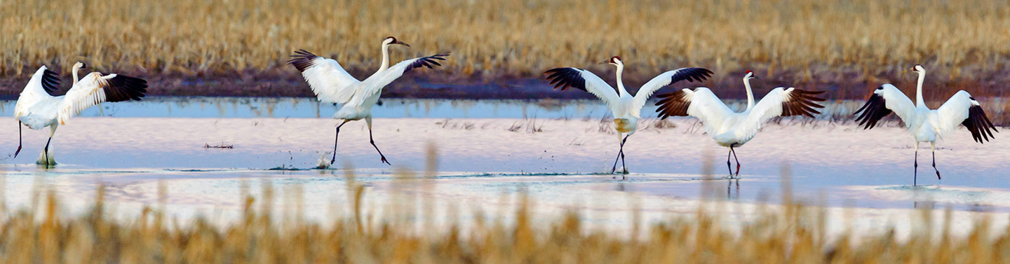 跨模块引用（Cross-Module Reference，XMR） - 知乎