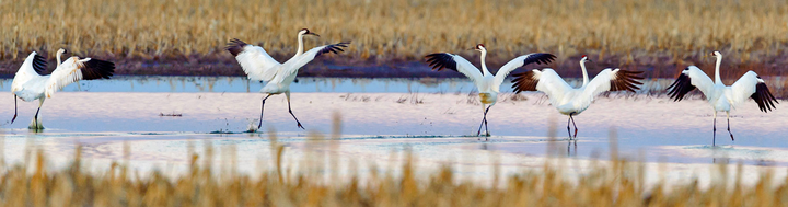 【VIVADO IP】In-System IBERT - 知乎