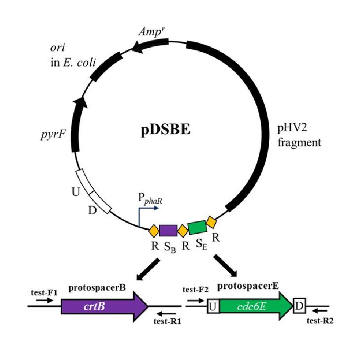 mLife | 驾驭CRISPR-Cas新策略：通过改变spacer长度同时实现基因组编辑与基因表达调控 - 知乎