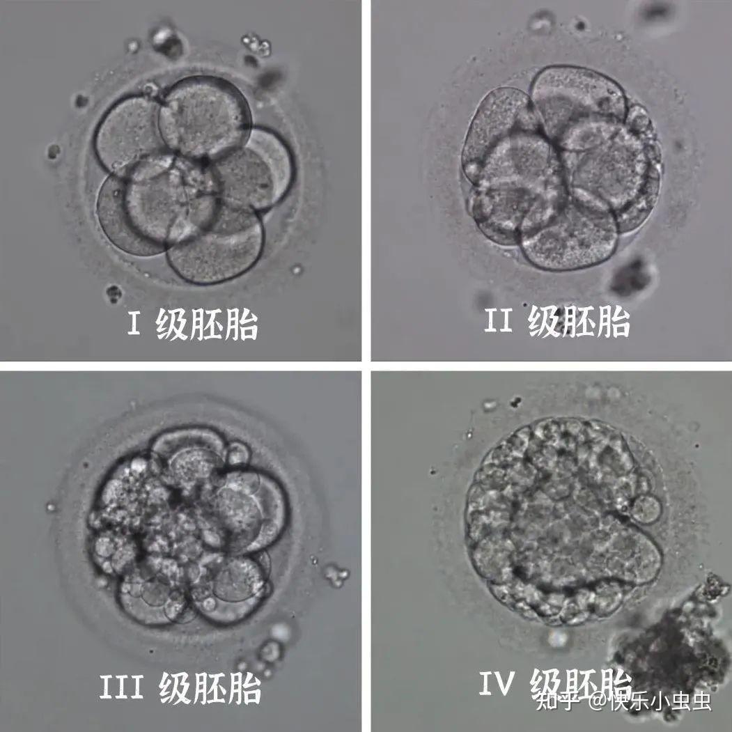 811、4BB什么意思？原来胚胎等级这么看！ - 知乎
