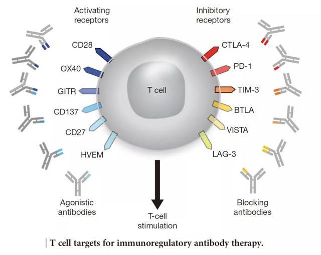 PBMC在免疫治疗药物研发中的应用 - 知乎
