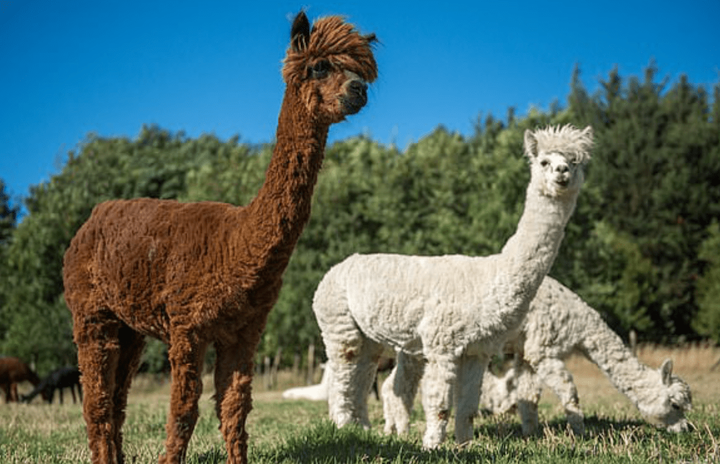 PD-1纳米抗体对PD-1/PD-Ls信号通路的影响 - 知乎