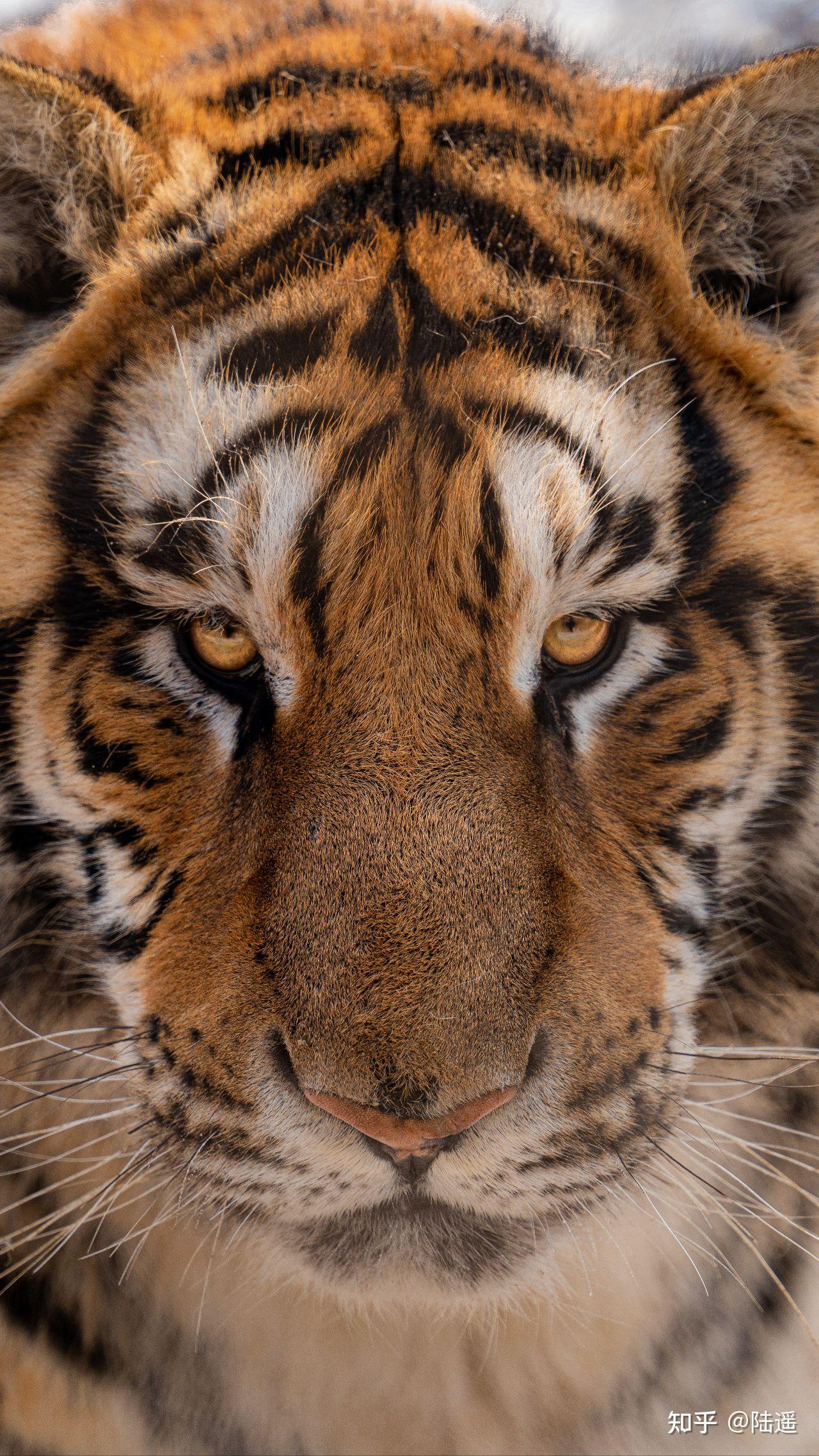 2023年腾龙28200还值得买吗? - 知乎