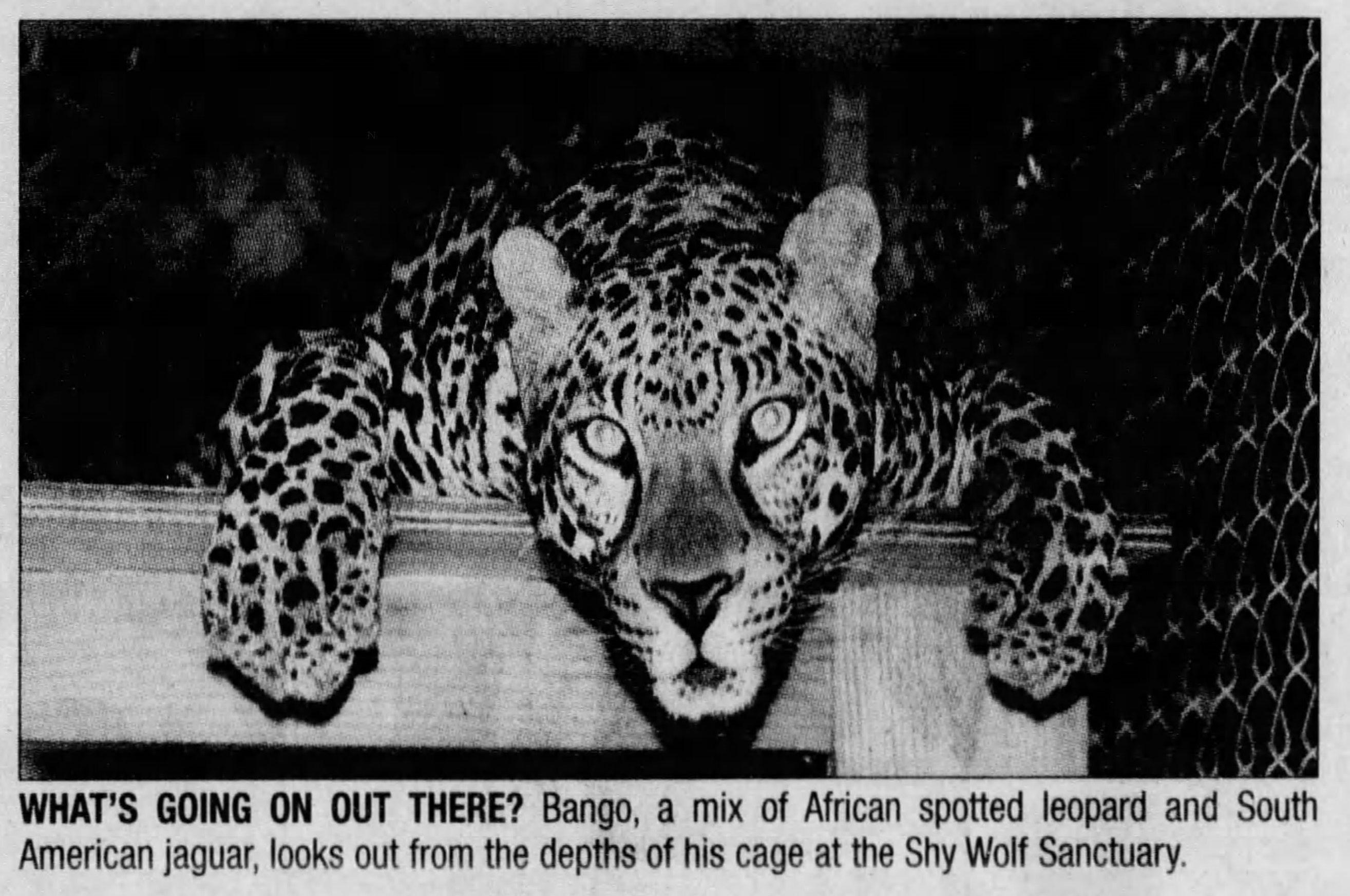 为什么《哪吒2》里面申小豹明显是花豹，而他的父亲和大哥都是黑豹? - 知乎