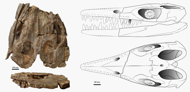「爬行动物」的起源是怎样的，有哪些分类？ - 知乎