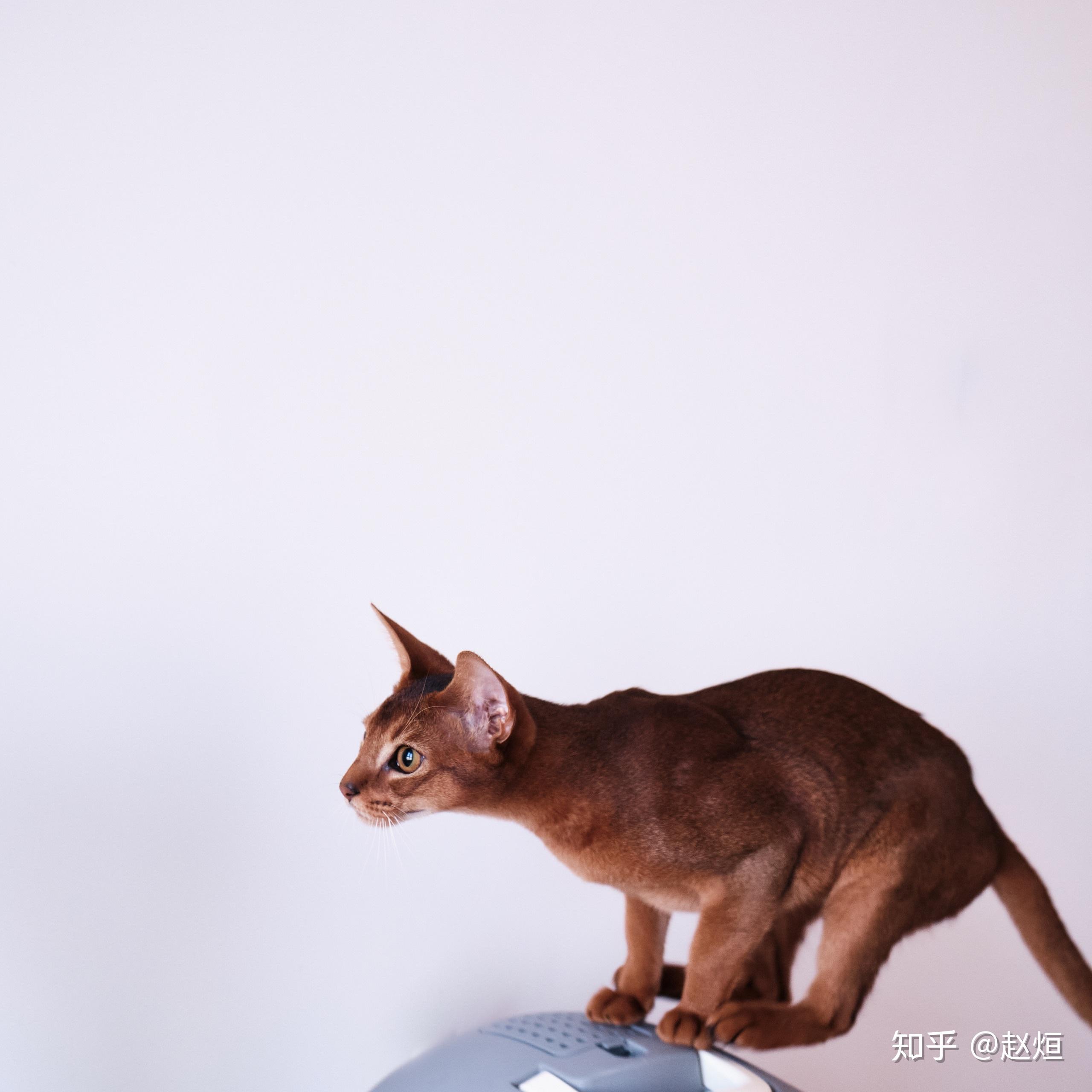 养阿比西尼亚猫（abyssinian）是种什么样的体验？这个品种有什么特点？ - 知乎