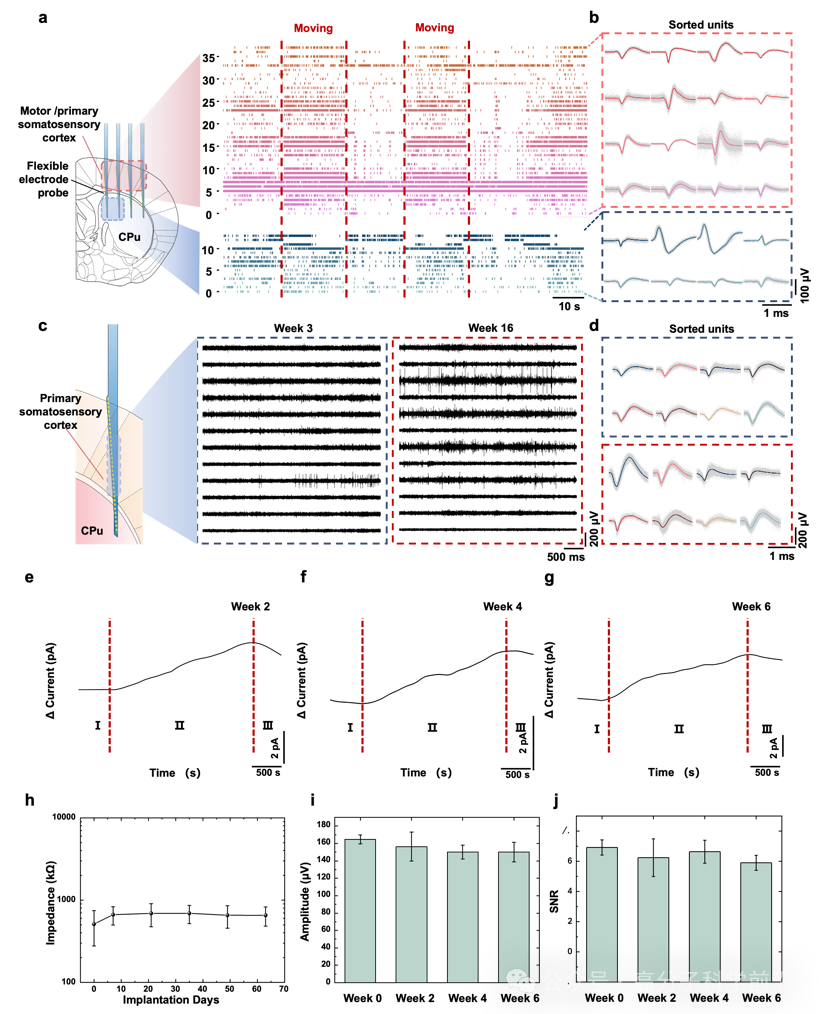 中科院上海微系统所陶虎、魏晓玲等ACS Nano： 超柔性神经电极可实现长期电生理/多巴胺电化学在体检测 - 知乎