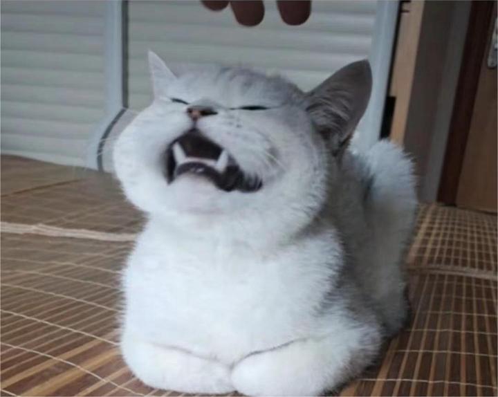 论文《Visual In-Context Prompting》解读 - 知乎