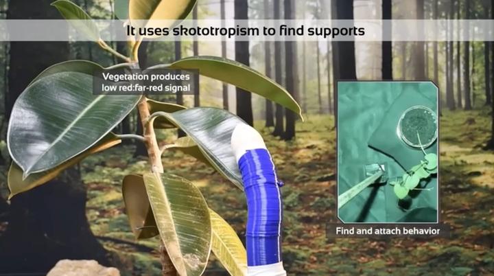 Science Robotics: 受藤蔓启发的具有自适应行为的软体生长机器人FiloBot - 知乎