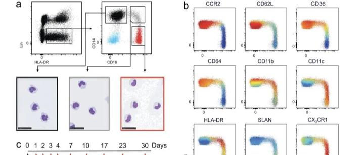 免疫学顶刊JEM丨人单核细胞的命运 - 知乎
