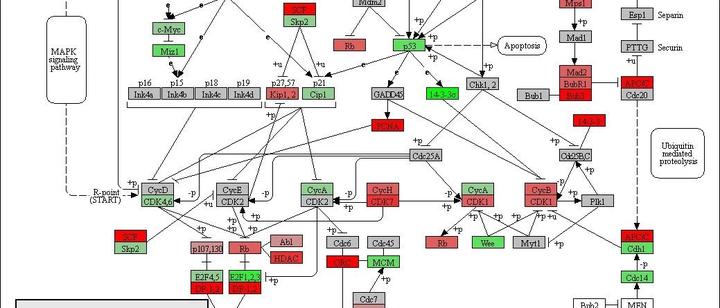 Pathview包：整合表达谱数据可视化KEGG通路 - 知乎