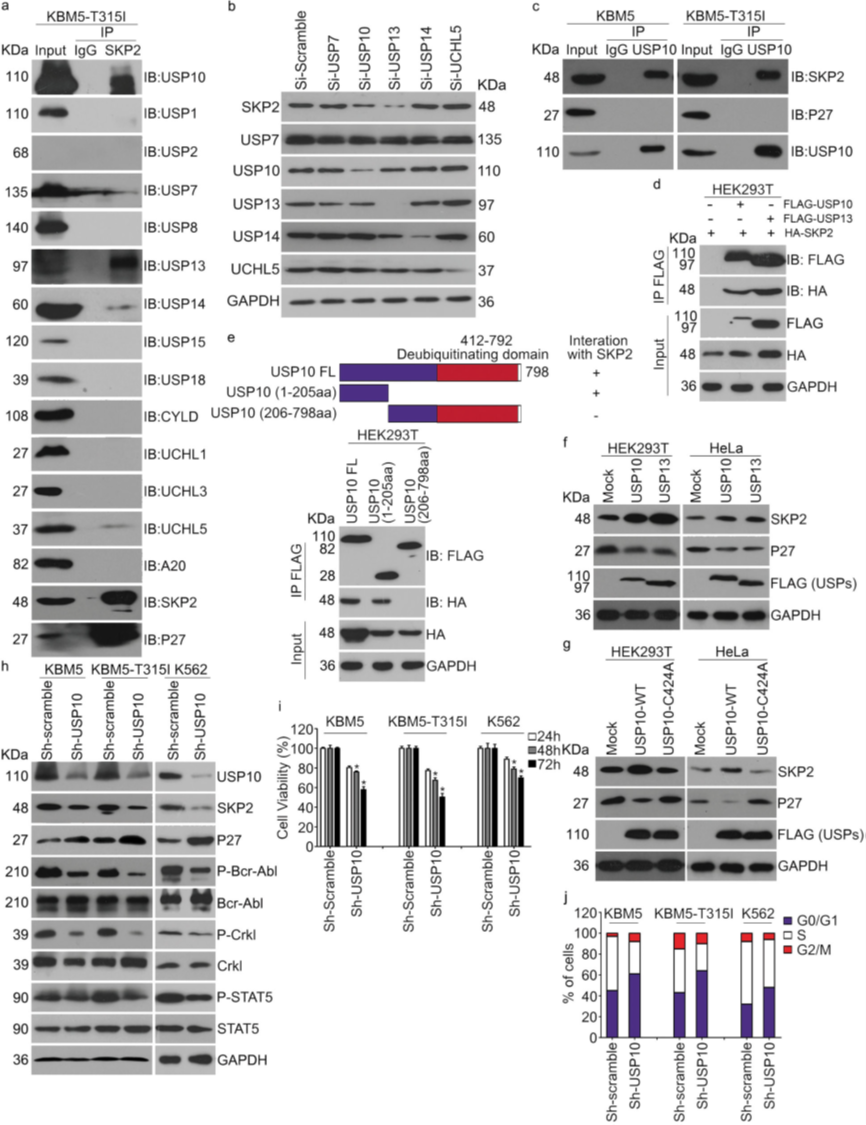 USP10通过稳定慢性粒细胞白血病中的SKP2来调节SKP2/Bcr-Abl轴 - 知乎