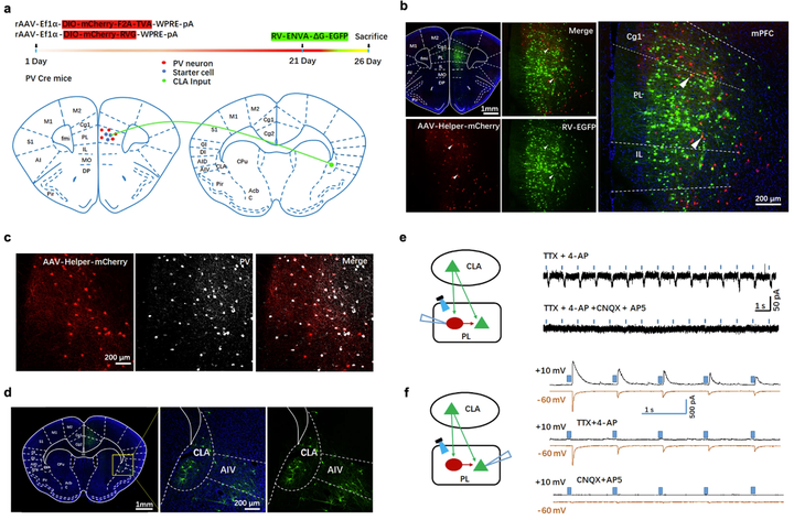 《Nature Communications》：CLA-PL环路在CSDS诱导的抑郁症中发挥关键作用 - 知乎