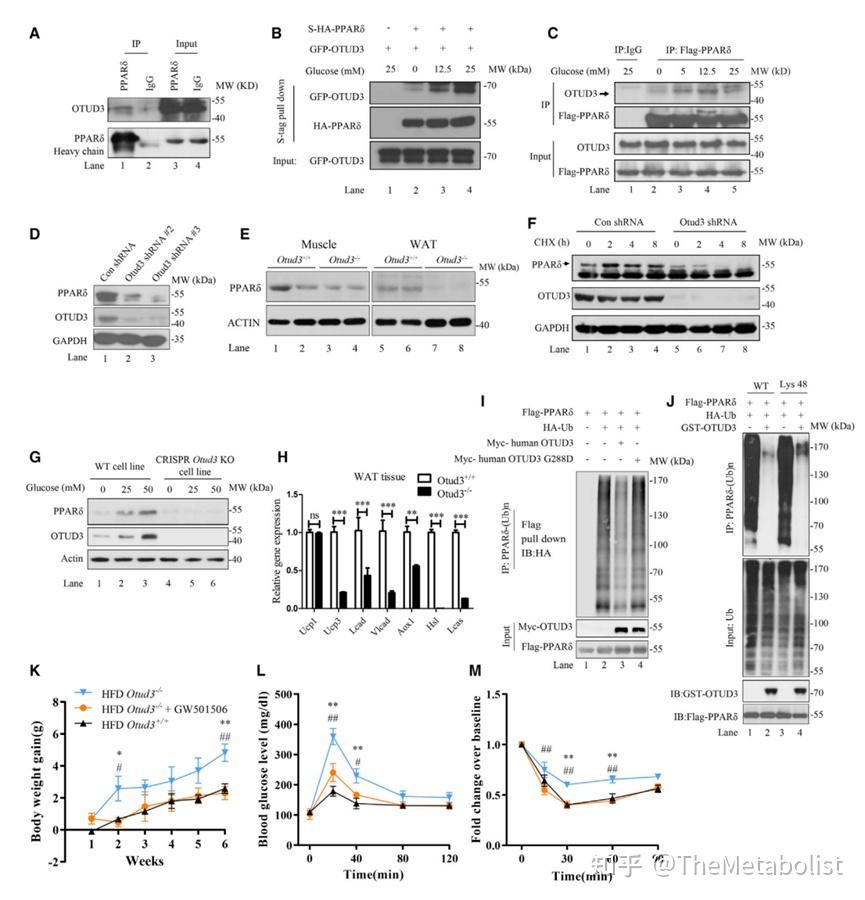 代谢学人——Cell Metabolism：去泛素化酶OTUD3调控代谢稳态以响应代谢压力 - 知乎