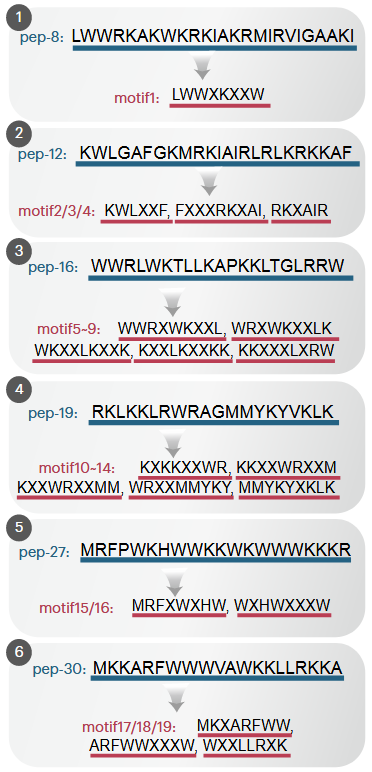 Nat. Microbiol. | 可解释的深度学习和虚拟进化识别具有抗多药耐药人类病原体活性的抗菌肽 - 知乎