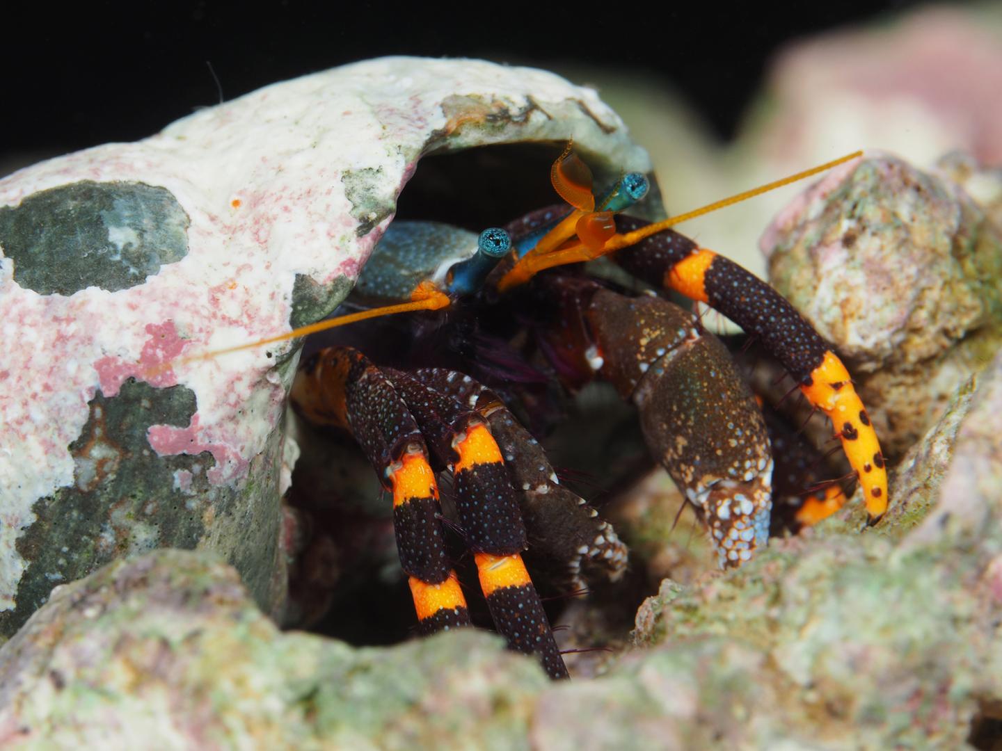 中国海寄居蟹总科图鉴 - 知乎