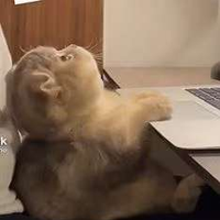 torch.reshape和torch.view的区别 - 知乎