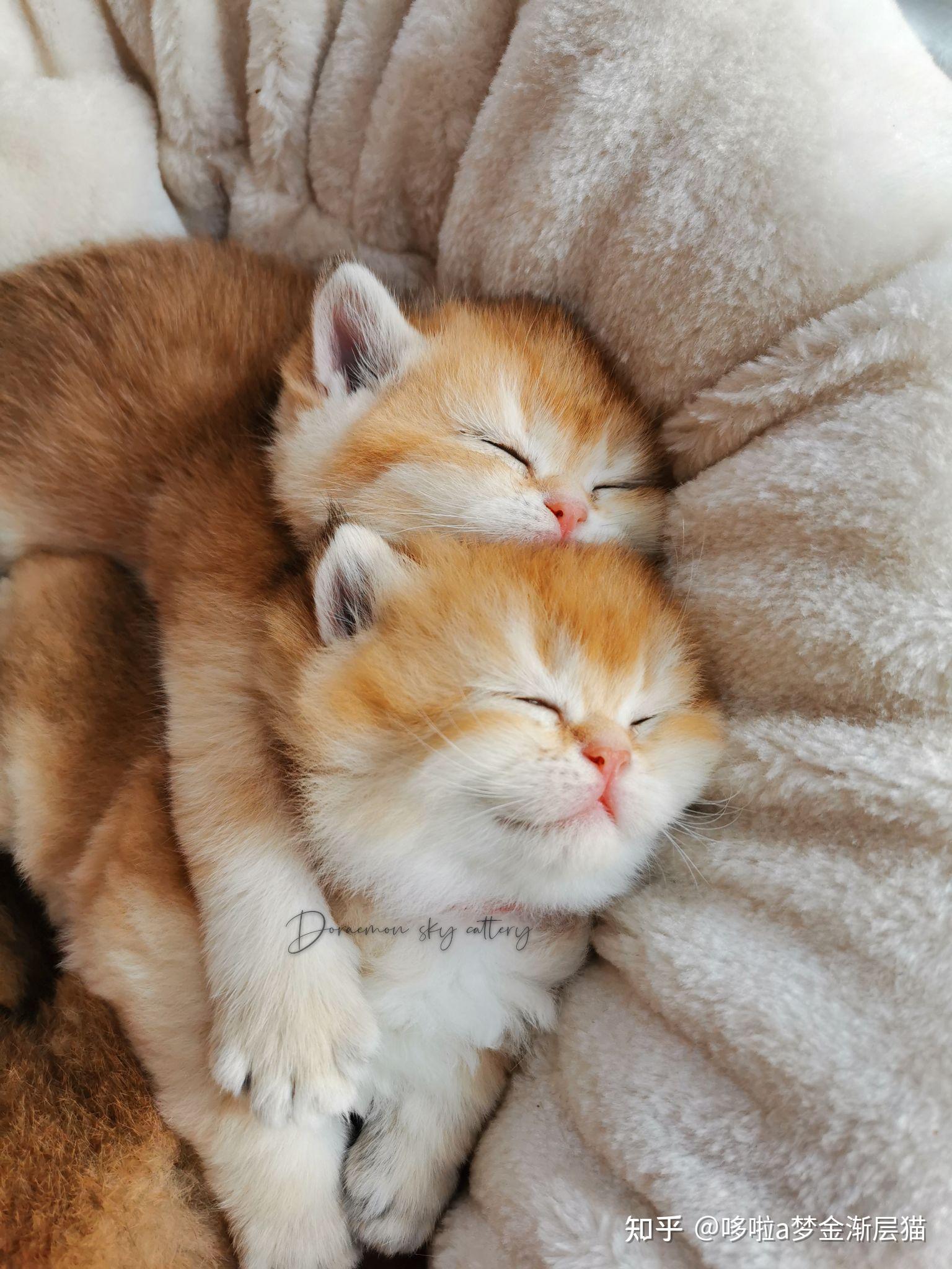 新手如何鉴别金渐层色号NY25、NY11、NY12的区别? - 知乎