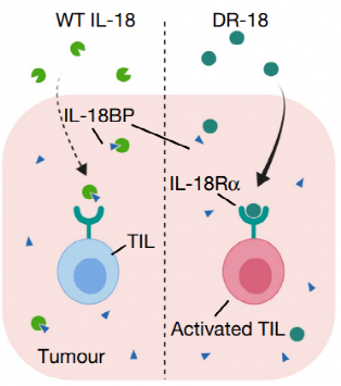 分泌型免疫检查点 - IL18BP - 知乎