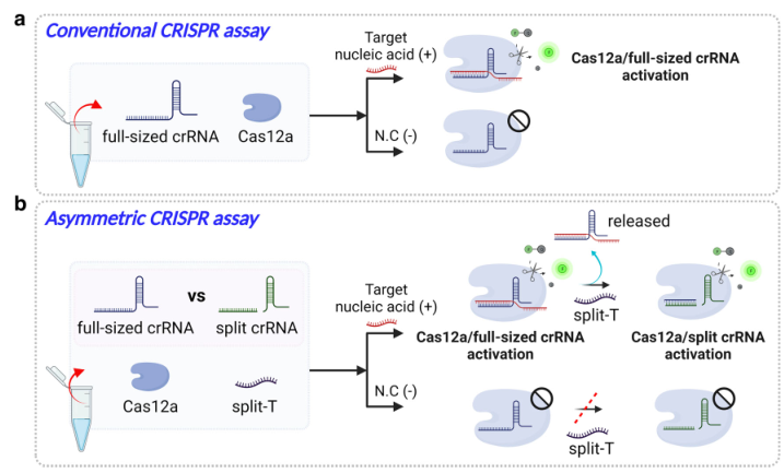 IVD技术丨CRISPR方法用于液体活检中的miRNA定量检测 - 知乎