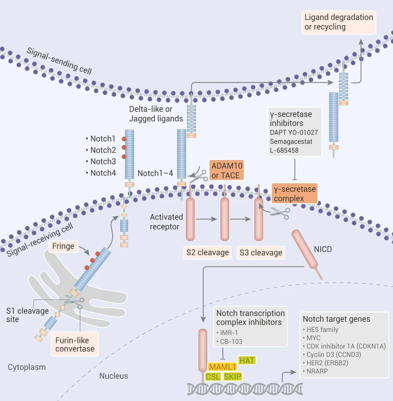 Notch 信号通路的作用机制及检测方式是什么？ - 知乎