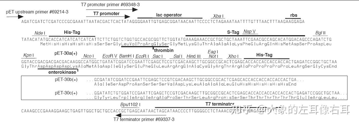 大肠杆菌表达系统——PET-T7系统 - 知乎