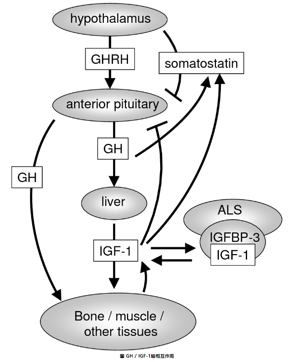 生长激素铁三角：GH、IGF-1及IGFBP-3 - 知乎