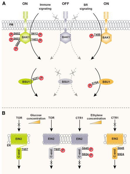 Cell Rep | 福建农林大学徐通达组综述植物磷酸化事件发生研究进展 - PTMBio - 博客园