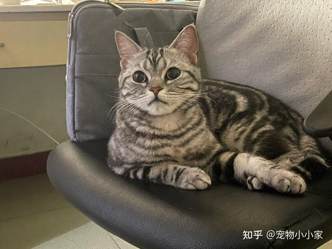 新手养猫人必选：这几种猫，它的掉毛量比你还少！ - 知乎