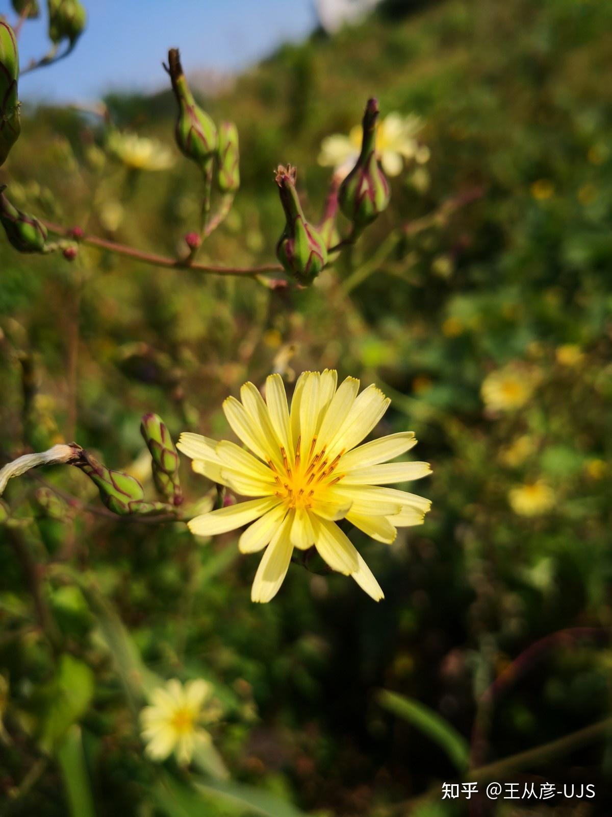 翅果菊/多裂翅果菊的花 - 知乎