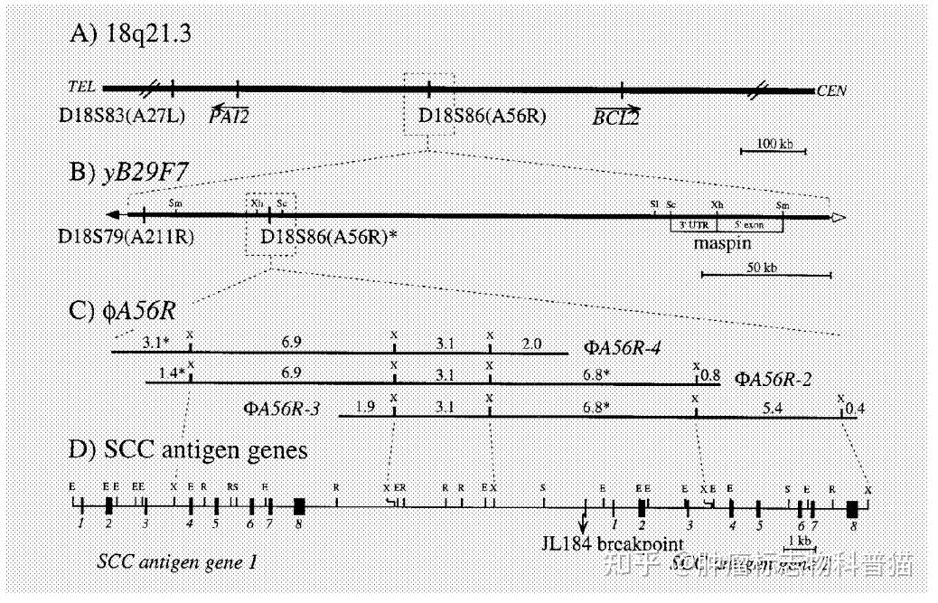 肿瘤标志物科普系列--SCC升高原因分析 - 知乎