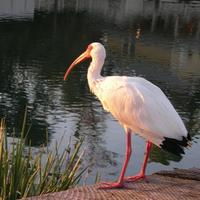 ValueError: Error initializing torch.distributed using env:// rendezvous: environment variable ...