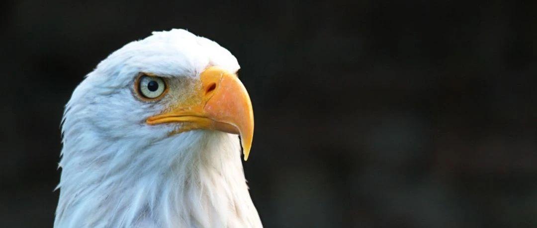 virtio —— 一种 Linux I/O 半虚拟化框架 [译] - 知乎