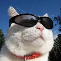 【编译系列】Torch.compile()流程解析——4. PrimTorch & TorchInductor - 知乎